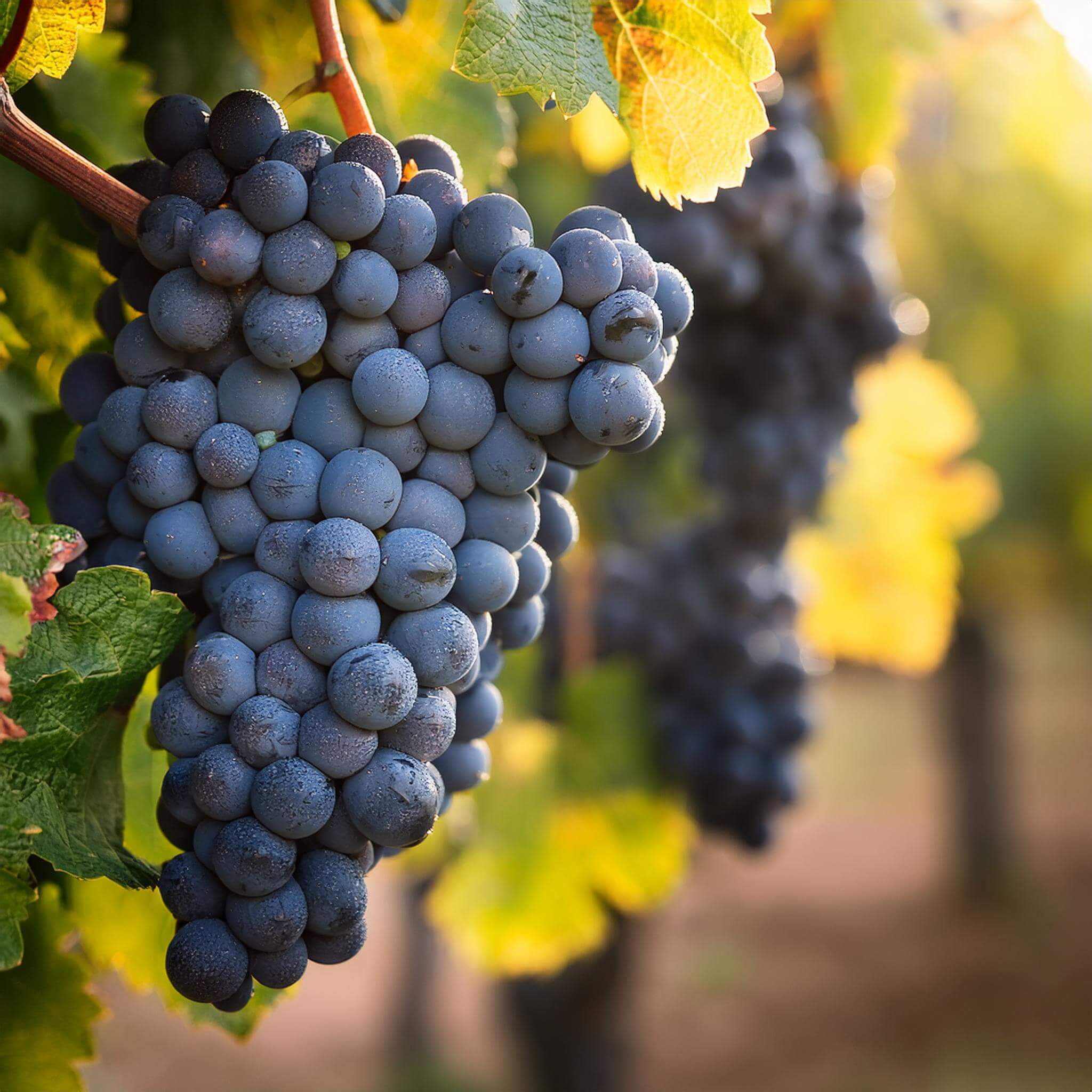Tempranillo - Viva vin o mat